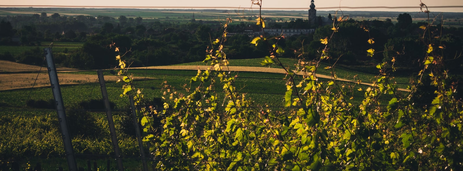 Vinaigrettes / Olive Oils – California Balsamic